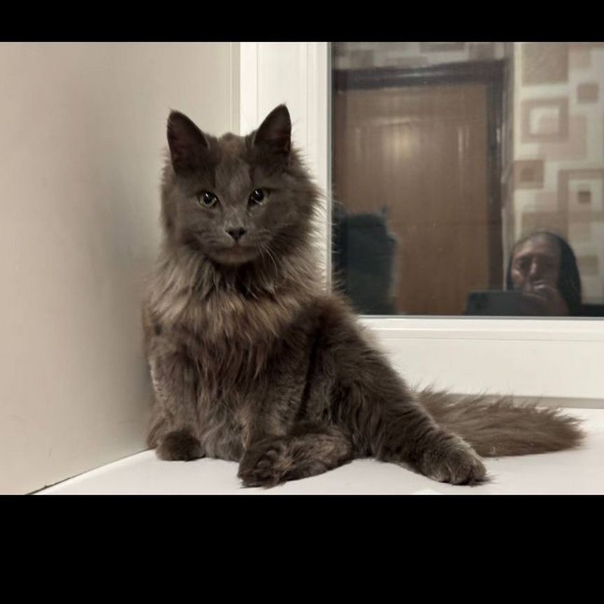 Котик в добрые руки