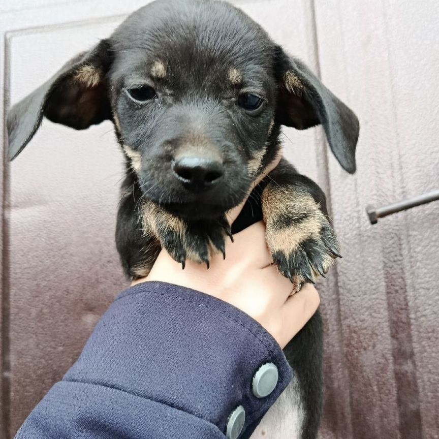 Такса, щенок