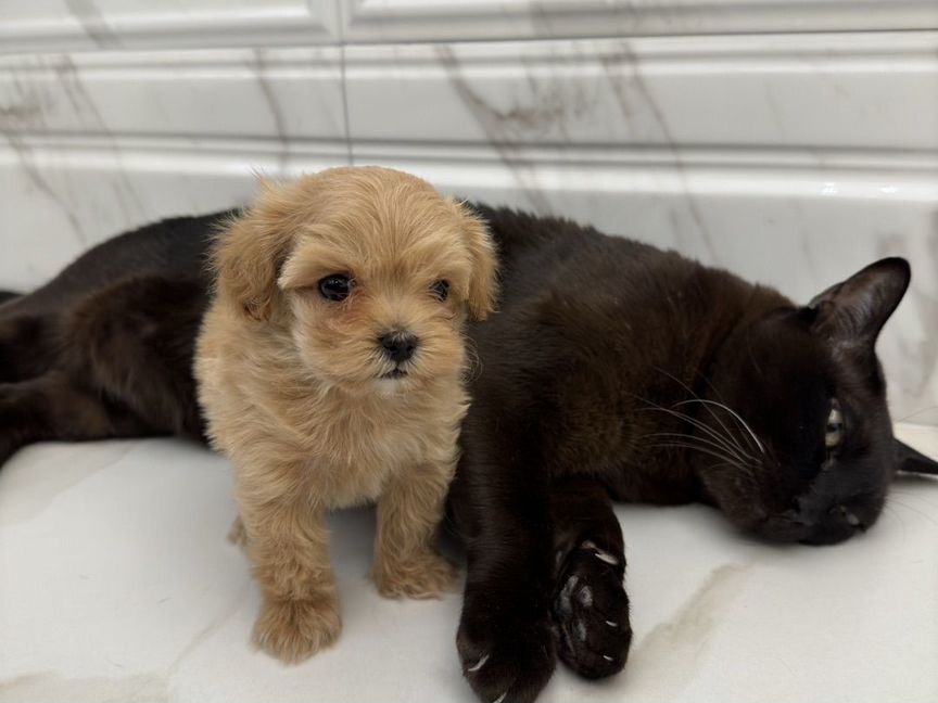 Мальтипу f1 micro