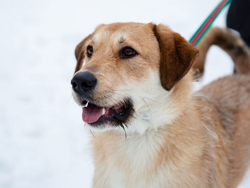 Собаки из приюта