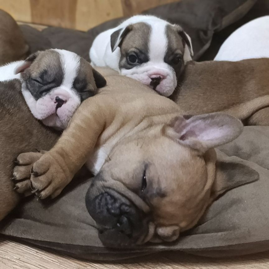 Французский бульдог, щенок