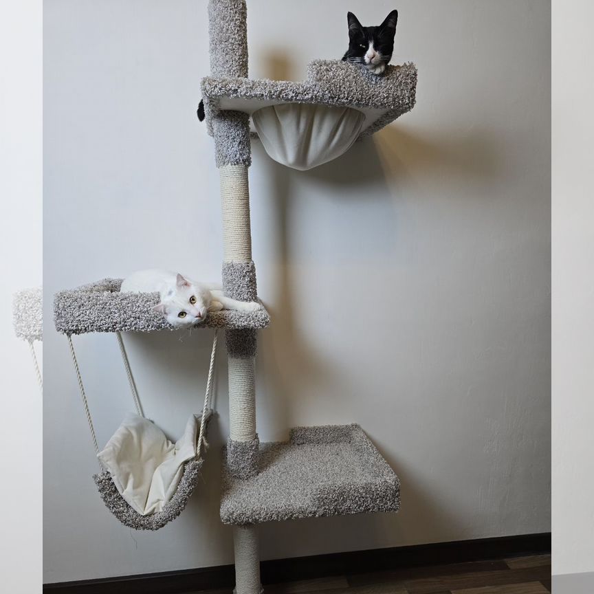 Коглкточка для кошек 175см высота