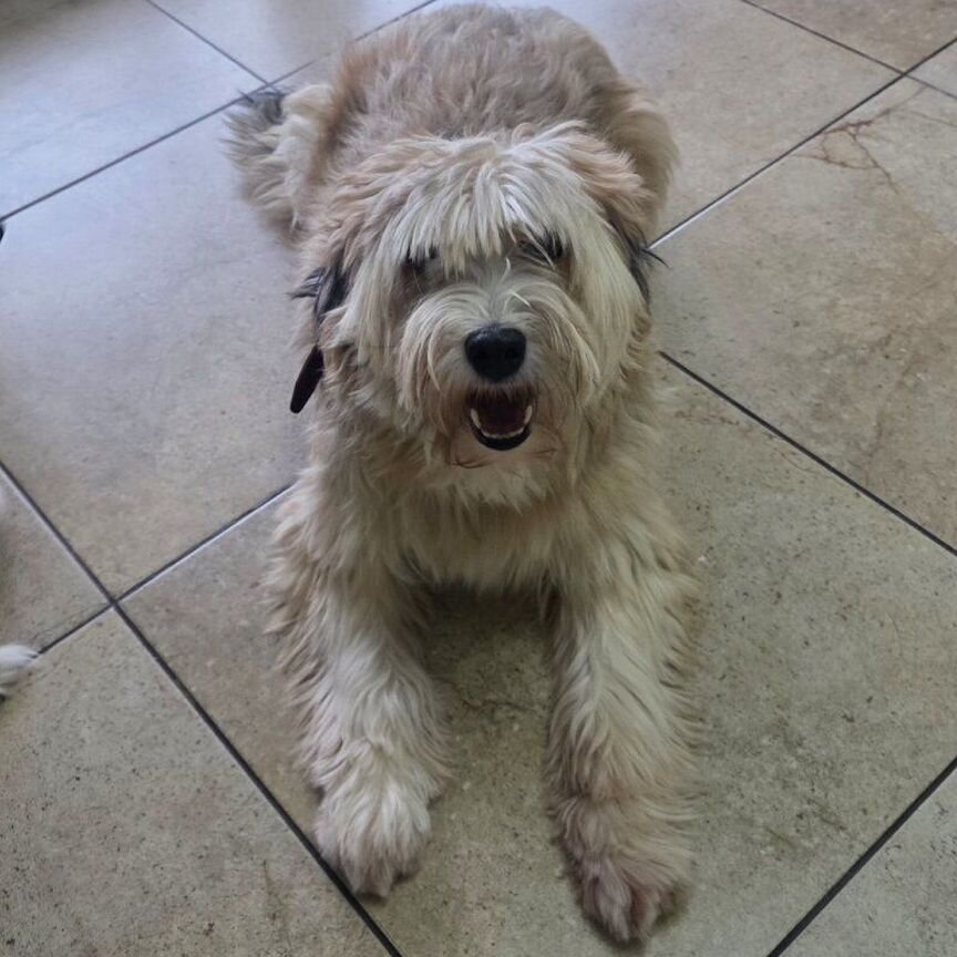 Взрослая собака в добрые руки