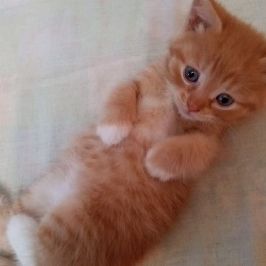 Котенок в добрые руки, мальчик, возраст 2 месяца