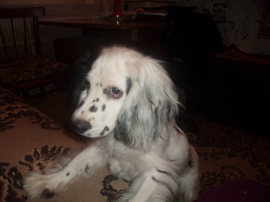 Отдам в хорошие руки собаку по договорённости