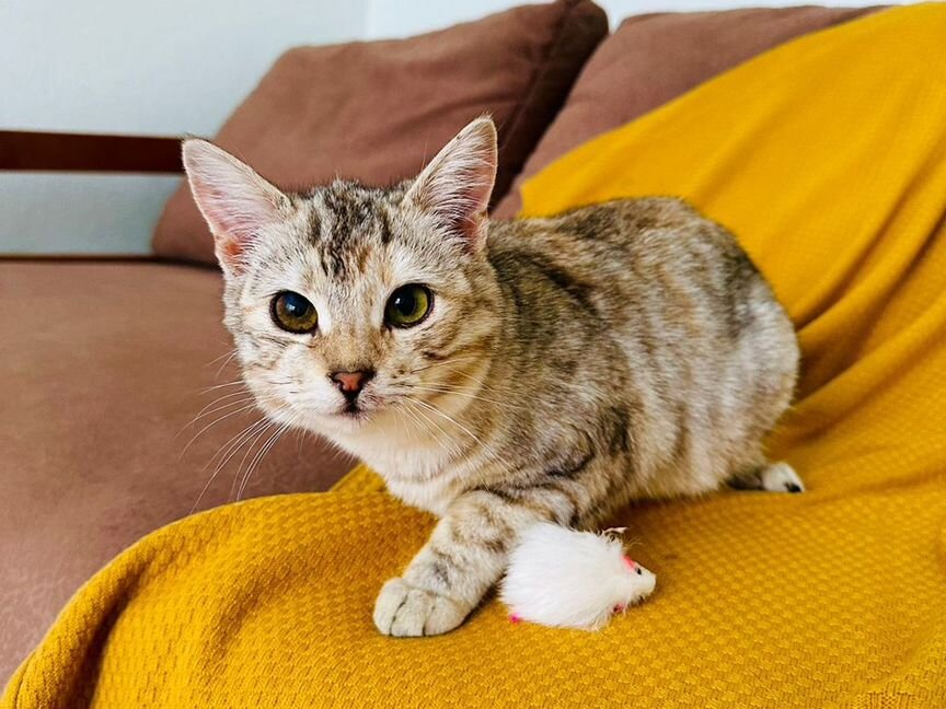 Кошка Алиса в дар. Котята в добрые руки