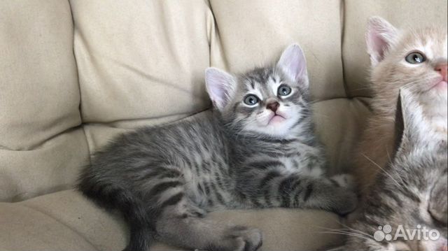 Котенок полосатый, голубого окраса, мальчик