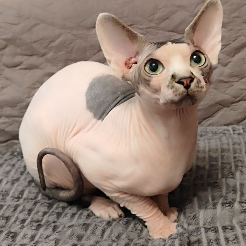 Кот сфинкс вязка