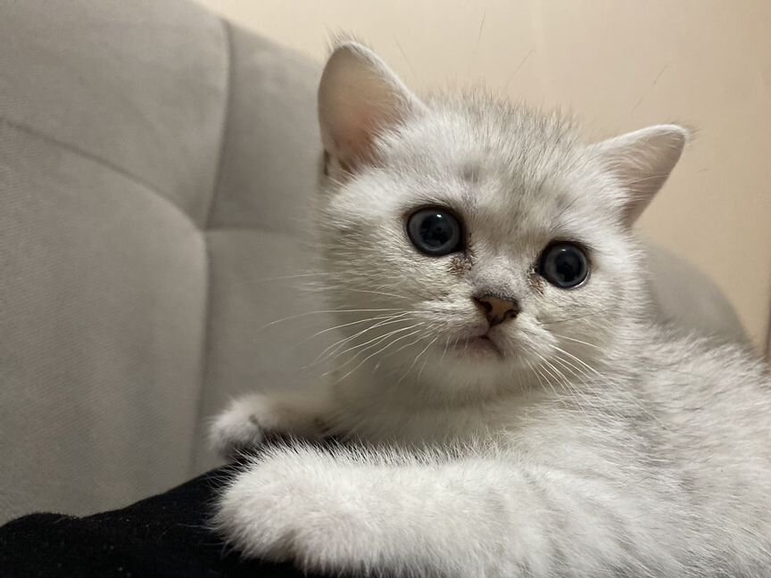 Шотланский котенок мальчик