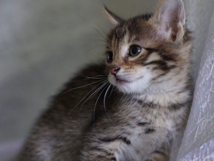 Отдам симпатичного котёнка