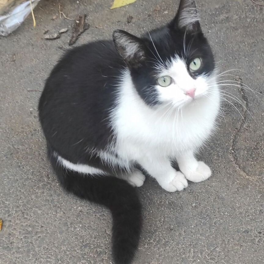 Ласковое счастье ждëт спасение,котëночек Маркизный