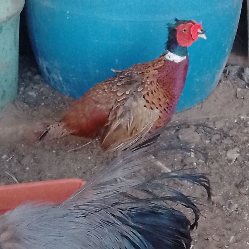 Продам фазана