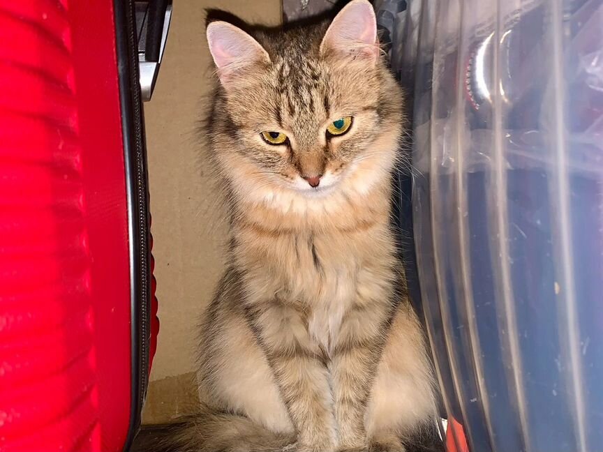 Котёнок- Бельчонок