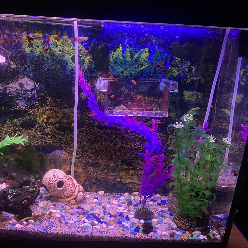 Отдам гуппи Мальков и взрослых