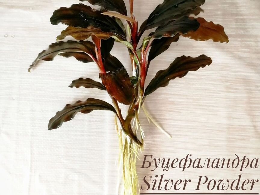 Буцефаландра - Bucephalandra sp. Silver Powder