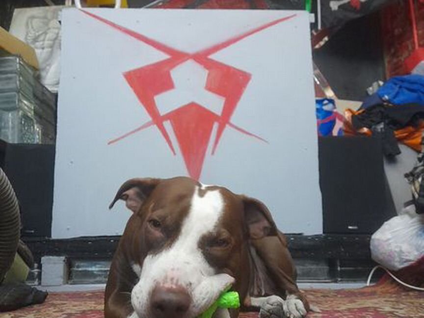 Ищу питбуля для дружбы и случки