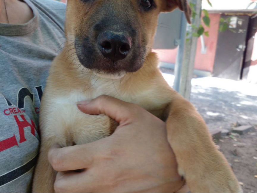 Отважный Рик