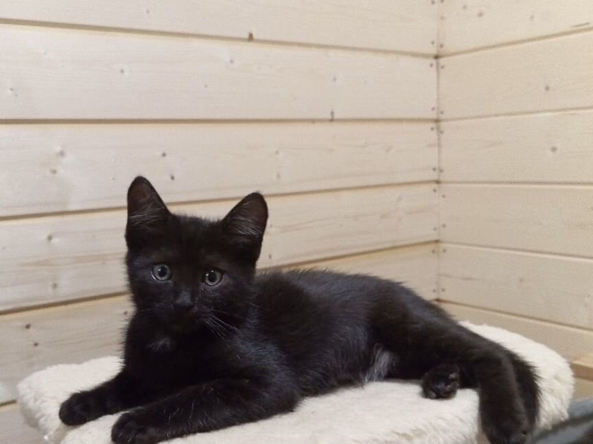 Котик в добрейшие руки