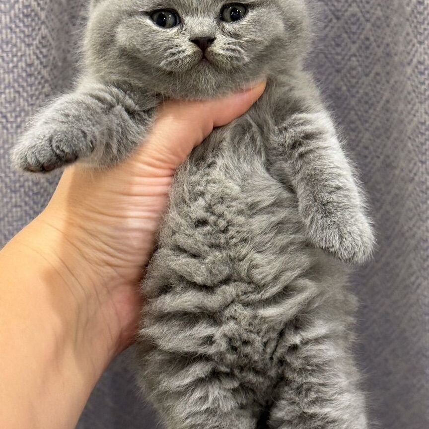 Британские котята
