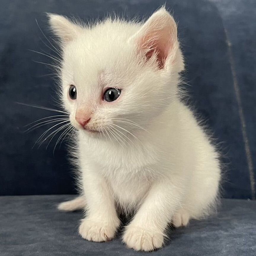 Беленький котик