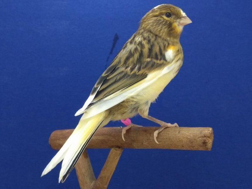 Кенара и канарейки