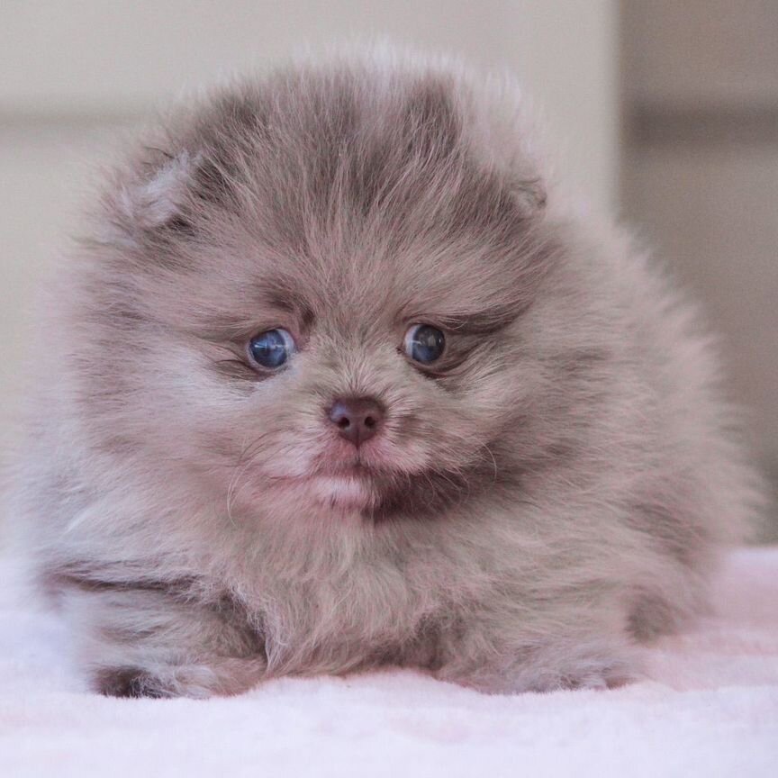 Померанский шпиц щенок мальчик мрамор мерле