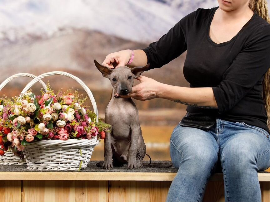 Щенки ксолоитцкуинтли