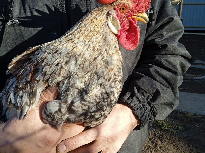 Куры Легбар