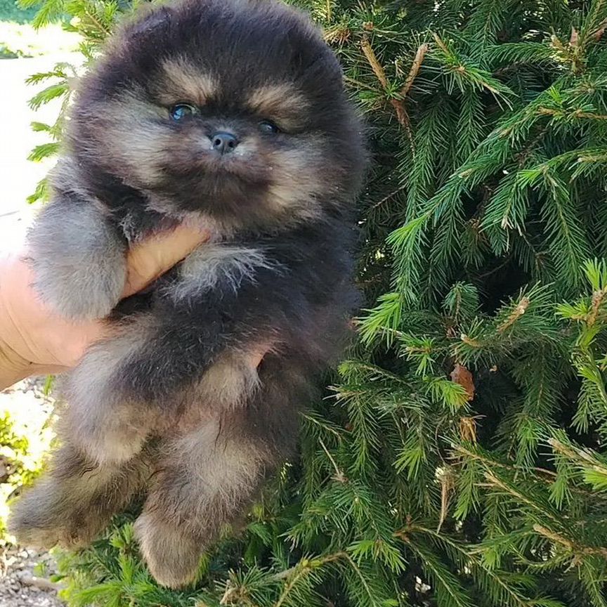 Померанский шпиц, щенок
