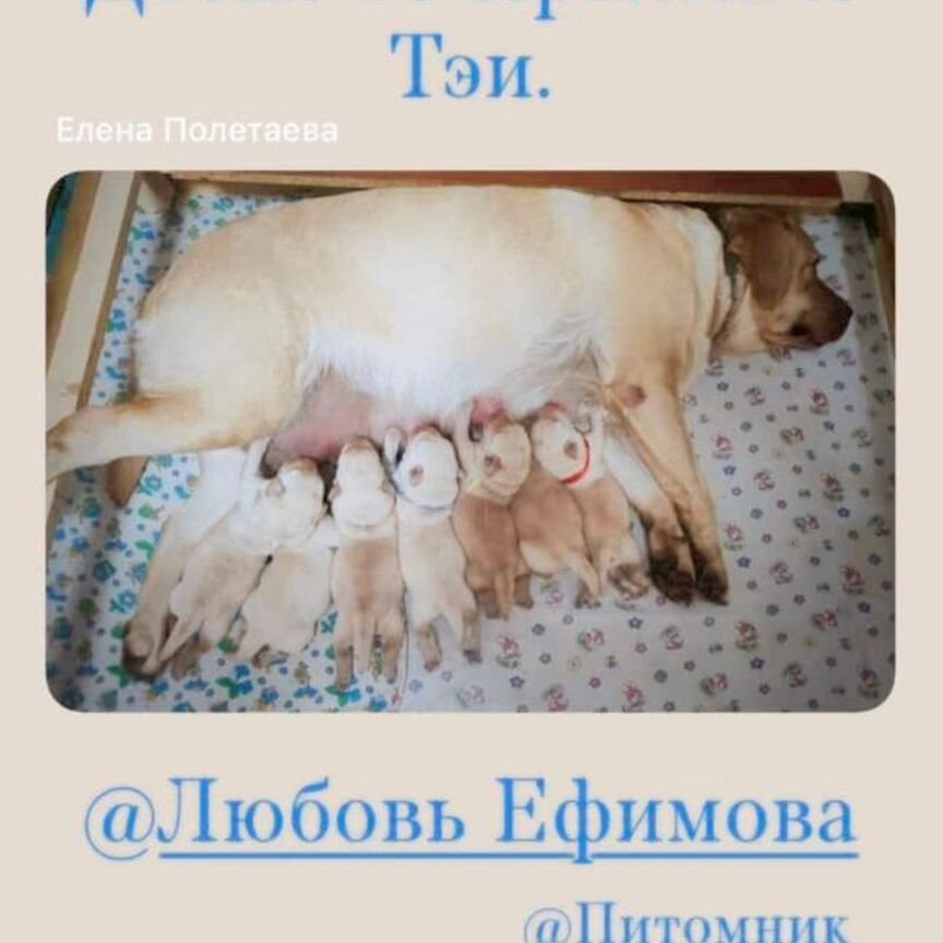 Щенки лабрадора девочки