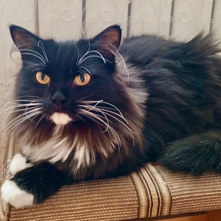 Шикарная красотка Майя