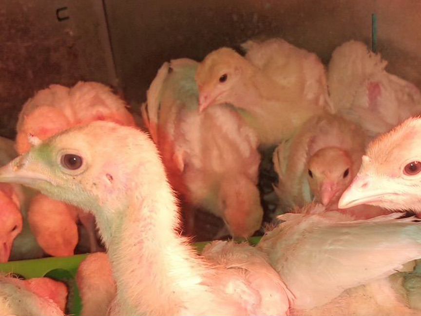 Индюшата хайбрид конвертер