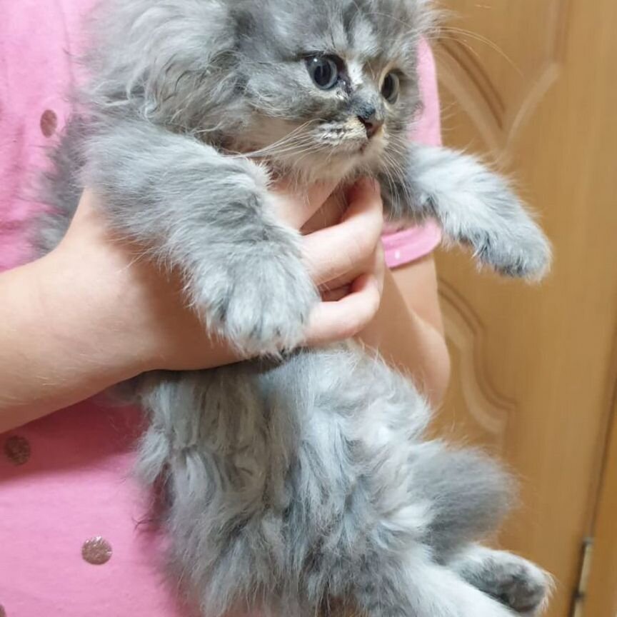 Вау-кошечка