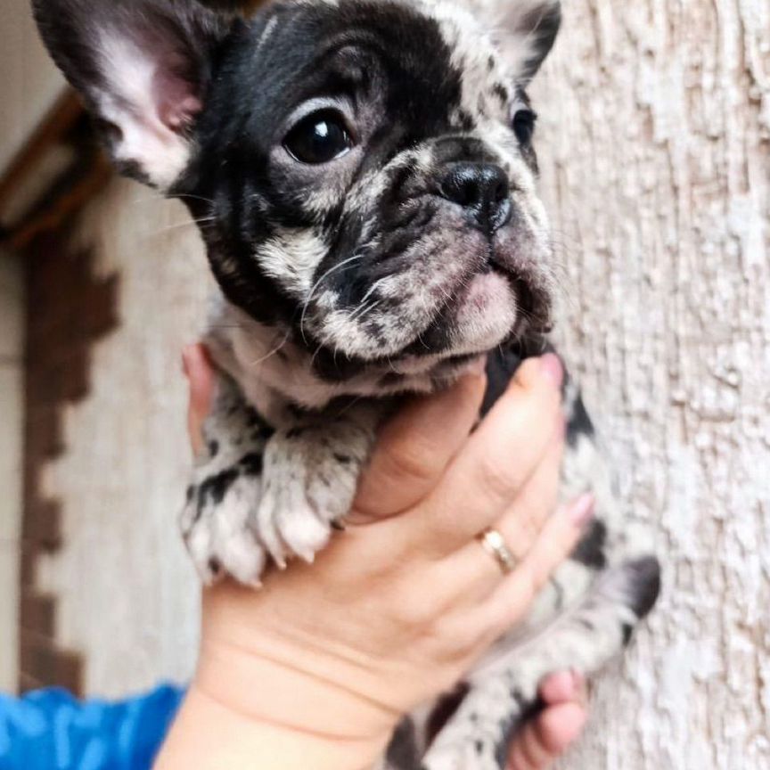 Французский бульдог мерле