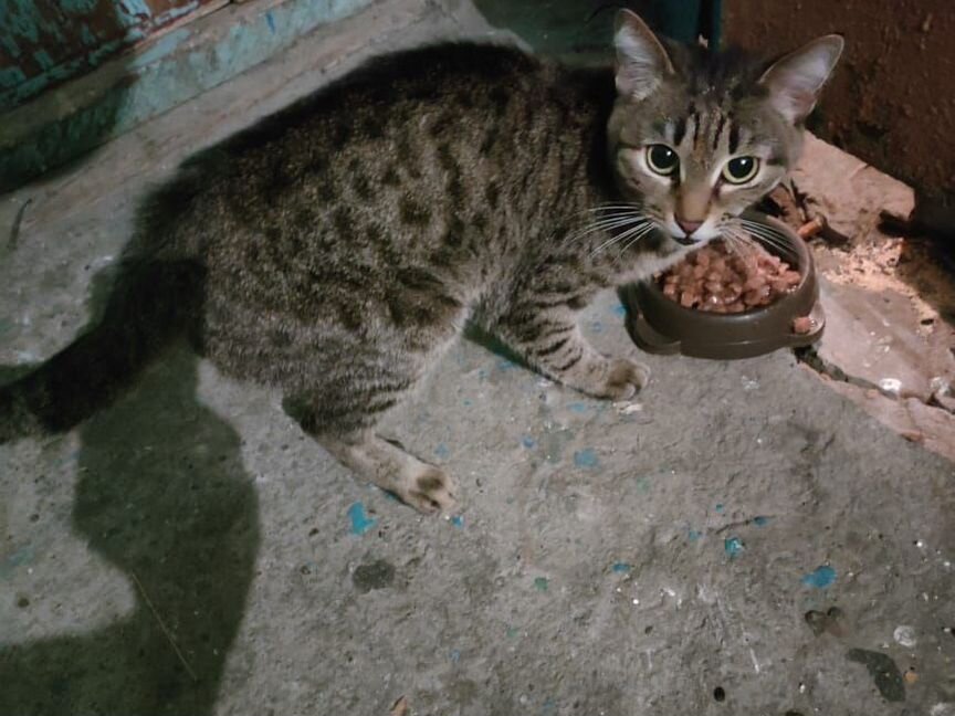 Котенок подросток в Подьезде