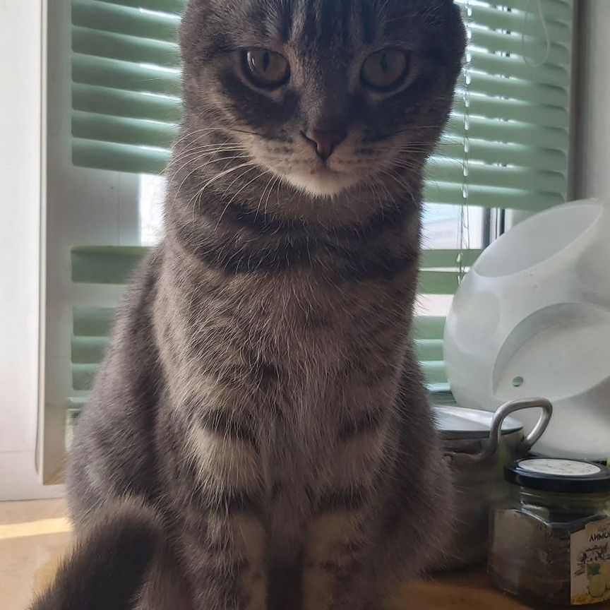 Шотландская вислоухая кошка