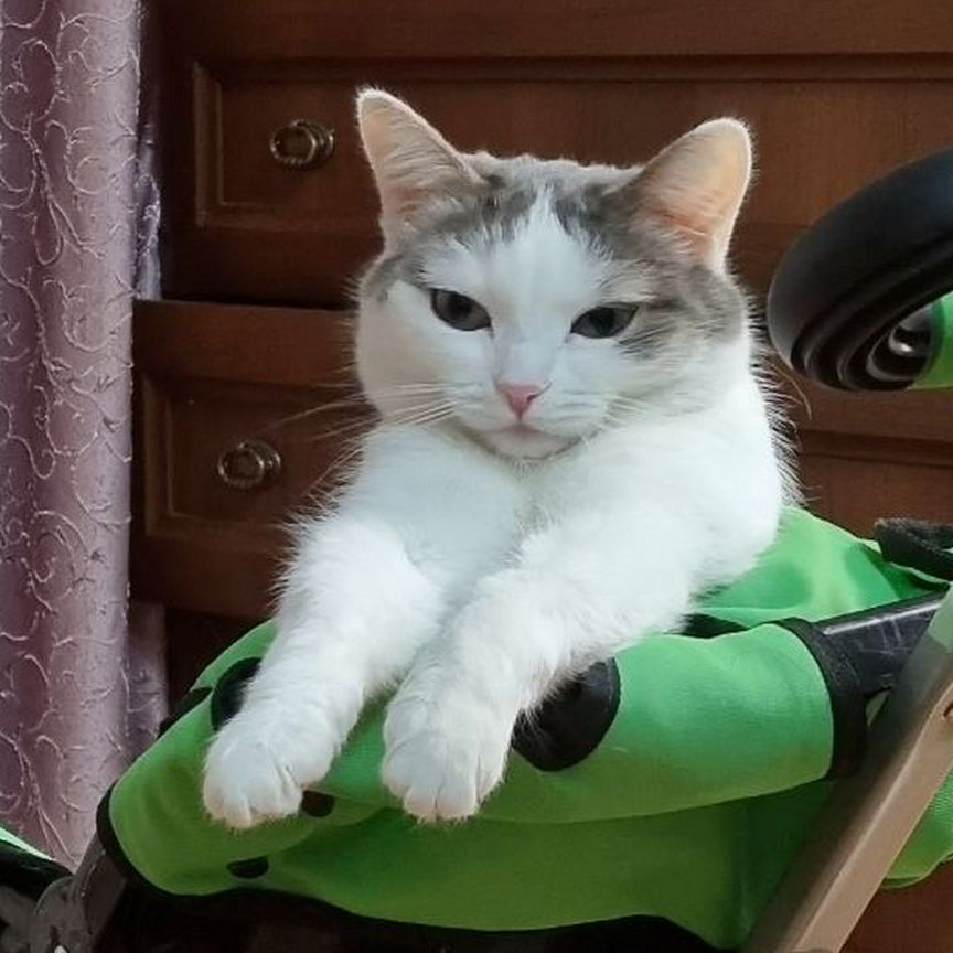 Взрослая, кошка в добрые руки
