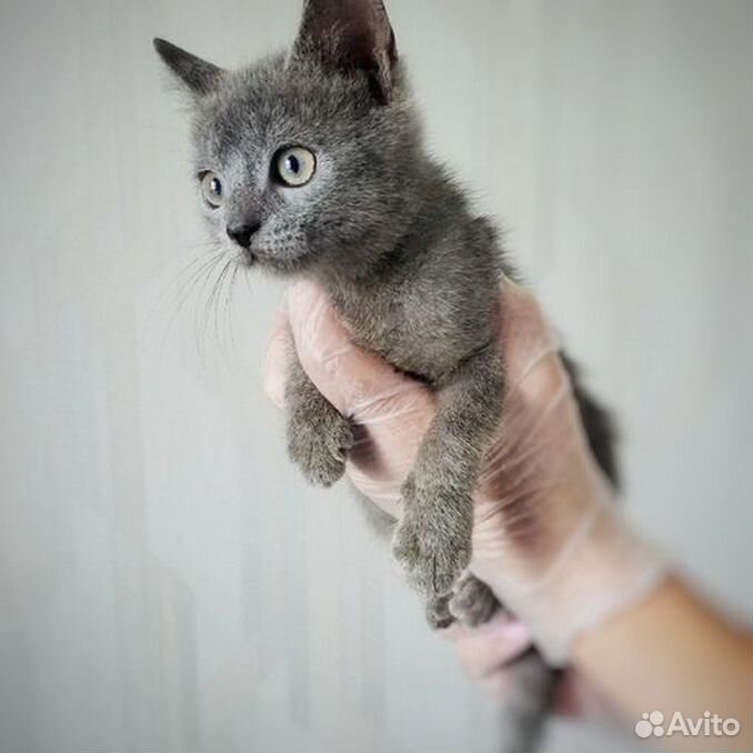 Котенок Тарзан в хорошую семью бесплатно