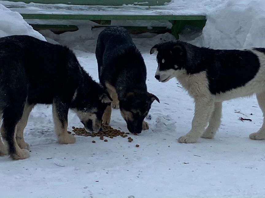 Щенки в добрые руки