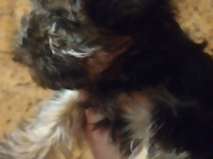 Йоркширский терьер девочка