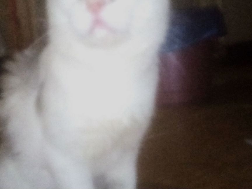 Юки. Котик в добрые руки