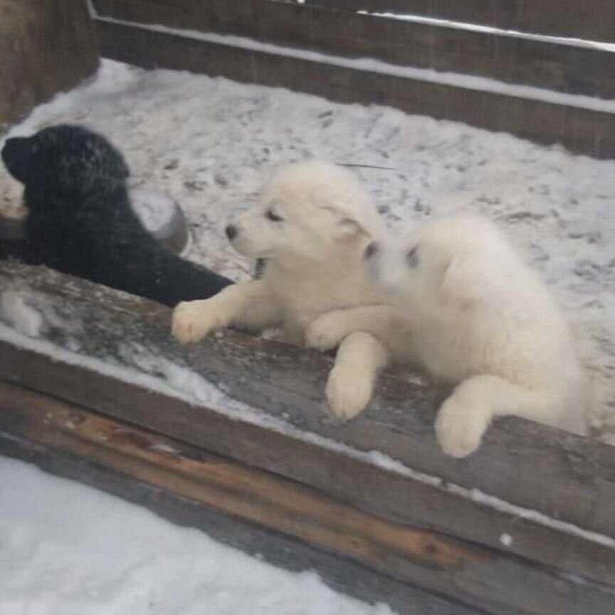 Отдам в добрые руки