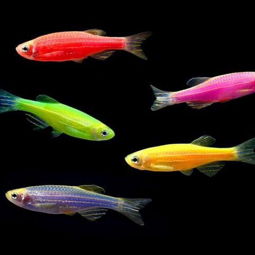 Данио glofish глофиш