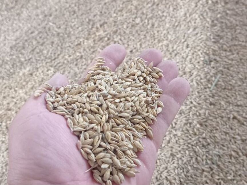 Овес в мешках оптом