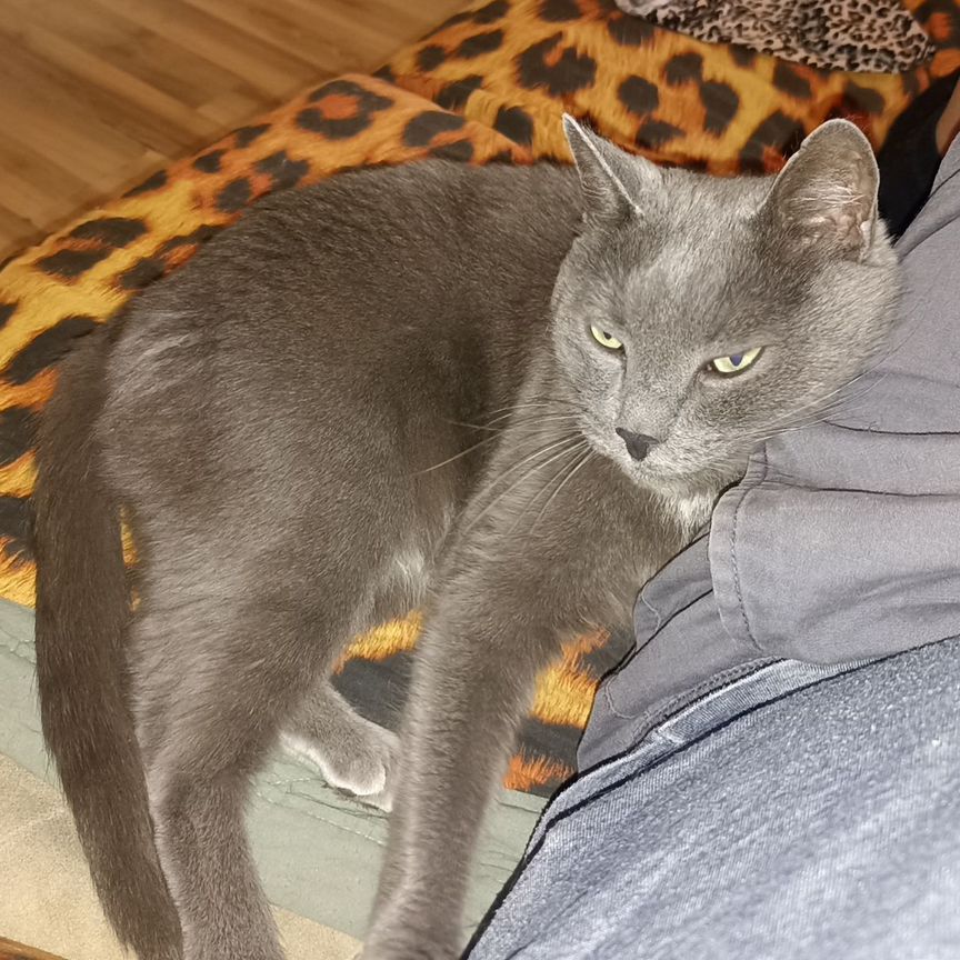 Британский короткошёрстный, взрослый кот