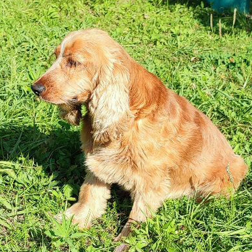 Английский кокер-спаниель