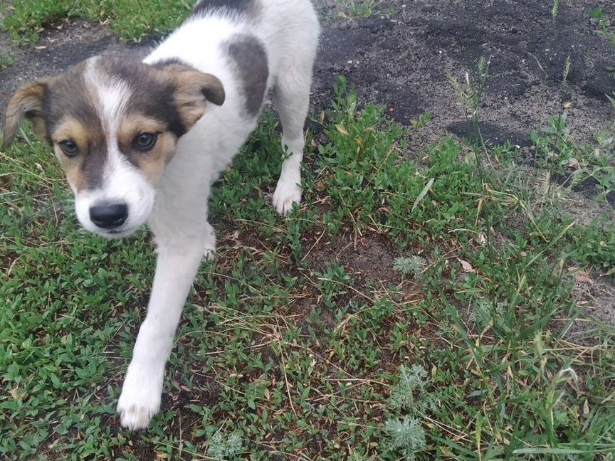 Отдам в добрые руки маленькую девочку