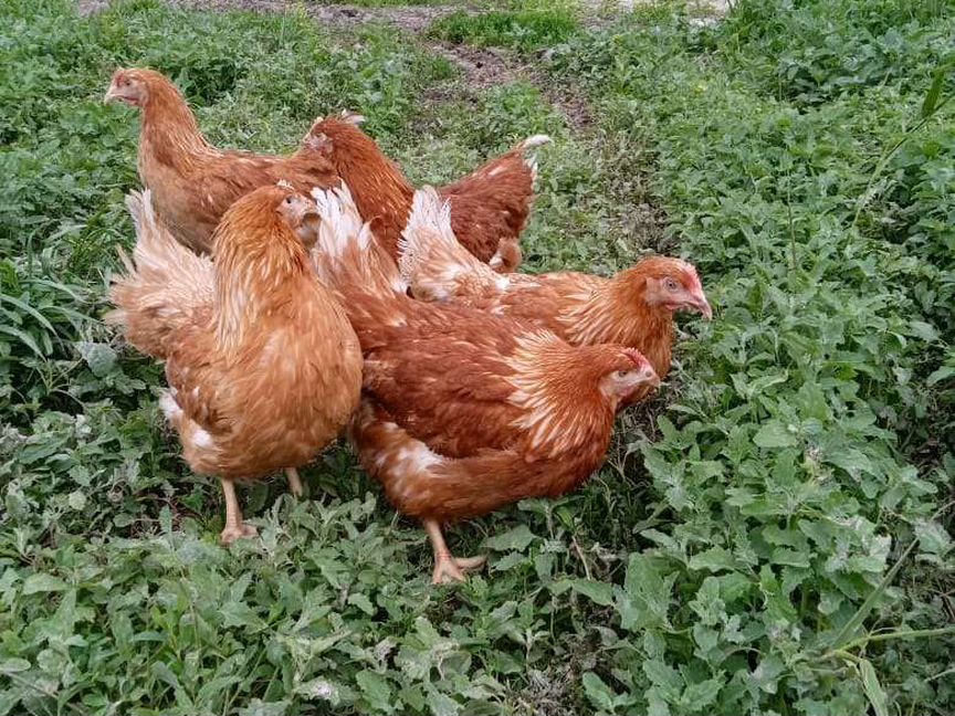 Куры молодки несушки доминант