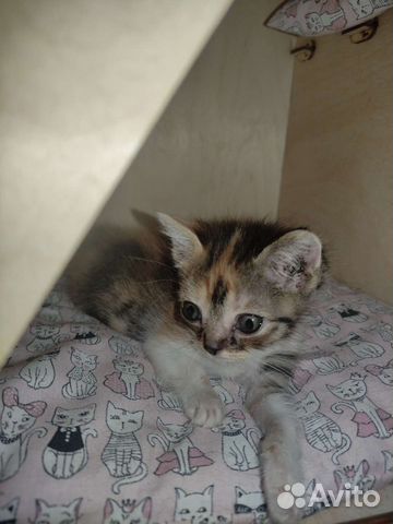 Котенок девочка даром