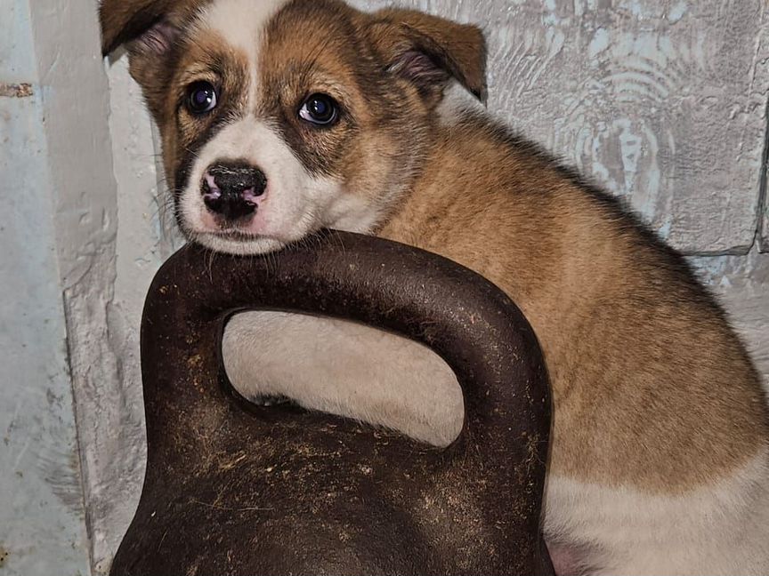 Смесь от овчарки и лайки